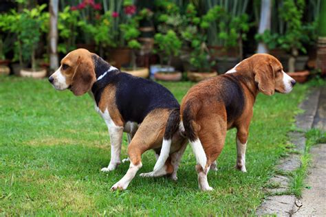 Copulation Tie In Dogs
