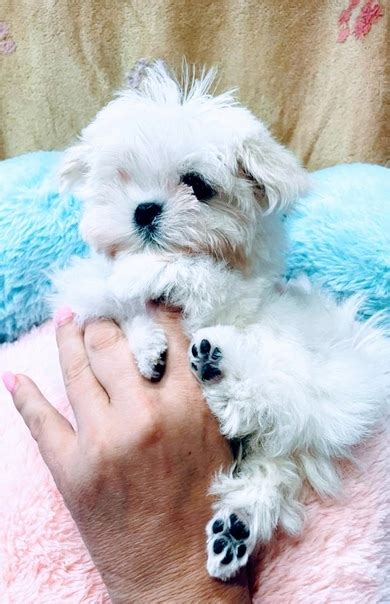 Мальтийская болонка щенки Невероятно красивые белосснежные мимишные мальчики и девочки МИКРО