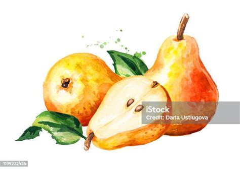 녹색 잎신선한 잘 익은 빨간 노란색 꿀 배 과일 흰색 배경에 고립 된 손으로 그린 수채화 그림 배에 대한 스톡 벡터 아트 및 기타 이미지 Istock