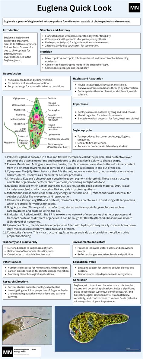Euglena Characteristics