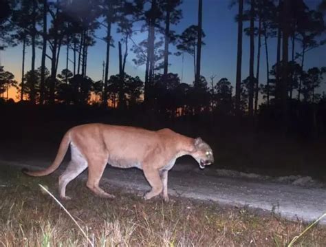 Florida Panther Dies In Vehicle Collision Fwc