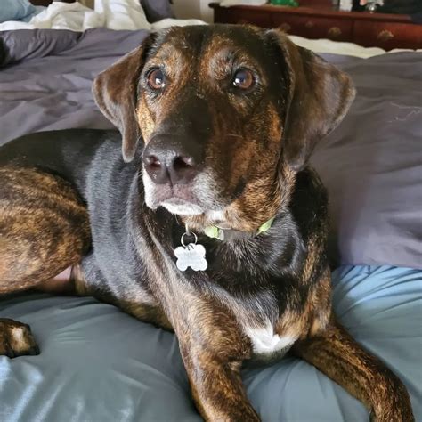27 Catahoula Mixes Mixing The Best Of The South
