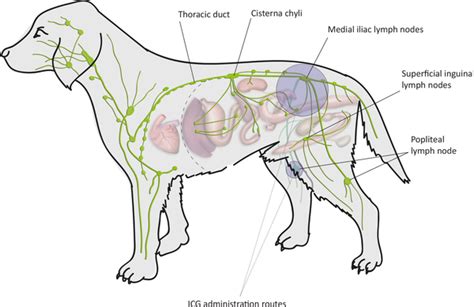 Superficial Inguinal Lymph Nodes Dog