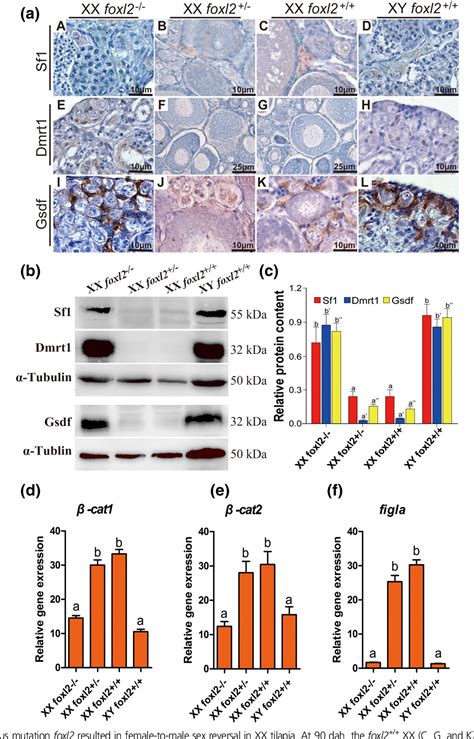 Figure 1 From Mutation Of Foxl2 Or Cyp19a1a Results In Female To Male Sex Reversal In Xx Nile