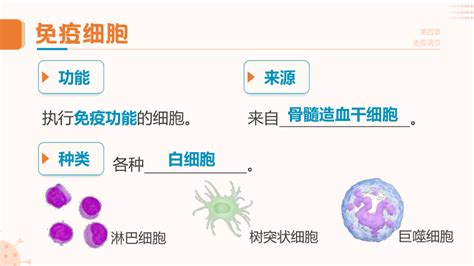 4 1 免疫系统的组成和功能课件（共33张ppt） 人教版选择性必修1 21世纪教育网 二一教育