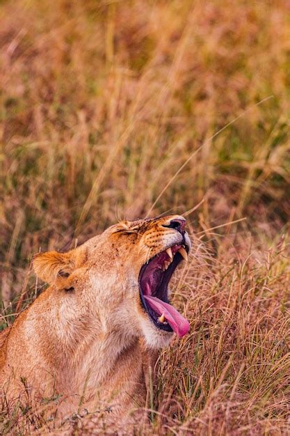 Predatorprey Interactions Images Free Download On Freepik