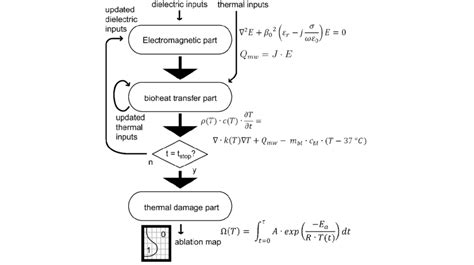 Coupled Electromagnetic Bioheat Transfer Model For Predicting Microwave Download Scientific