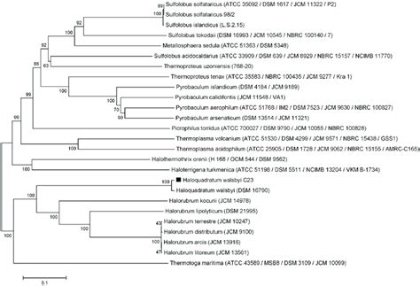 Neighbor Joining Dendrogram Showing The Evolutionary Relationship Of