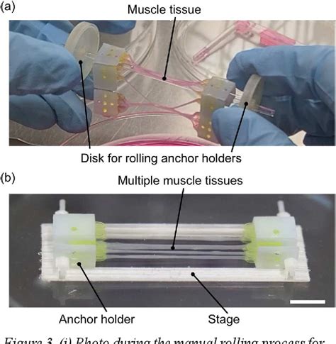 Figure 2 From 3 Dof Biohybrid Actuator With Multiple Skeletal Muscle