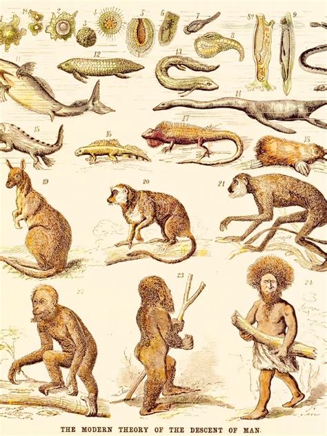 Un Nuevo Libro Vuelve A Poner En Duda La Teoría De La Evolución De Darwin Infobae