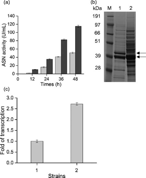 The Effect Of N Terminal Deletion On The Production Of Asn By The