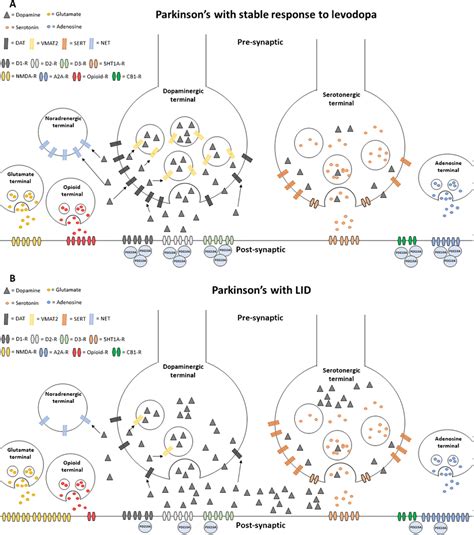 The Pathways Involved In The Development Of Levodopa Induced Dyskinesia