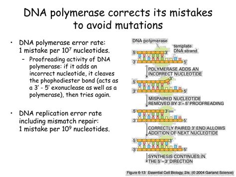 Ppt Proteins Sequence Structure Function Powerpoint