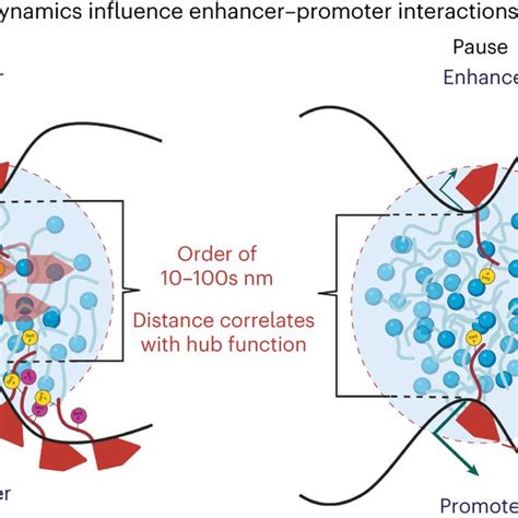Updated Model Integrating Rna Pol Ii Dynamics Into Enhancerpromoter Download Scientific