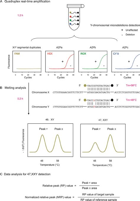 Principle Of Quadruplex Real Time Pcr Assay A Quadruplex Real Time Download Scientific
