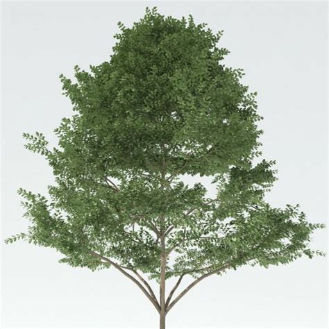 Bucida Broadleaf Exlevel Forum