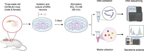 Transcriptome And Secretome Profiling Of Sensory Neurons Reveals Sex Differences In Pathways