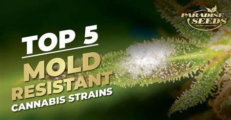 Top 5 Mold Resistant Cannabis Strains For Outdoor Growing Paradise Seeds