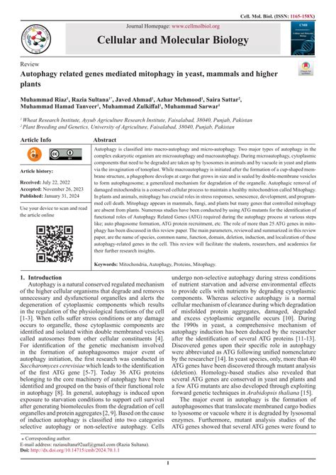 Pdf Autophagy Related Genes Mediated Mitophagy In Yeast Mammals And Higher Plants