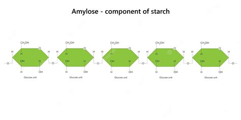 Premium Vector Amylose Plant Polysaccharide Component Of Starch