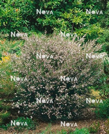 Eriostemon Australis