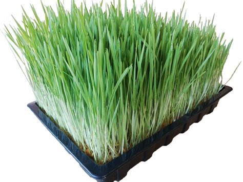 Wheatgrass Green Thumb Farm