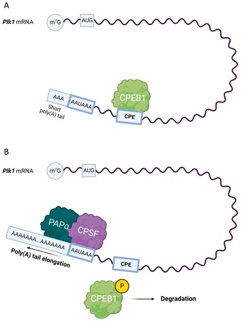 Multiple Roles Of Plk1 In Mitosis And Meiosis
