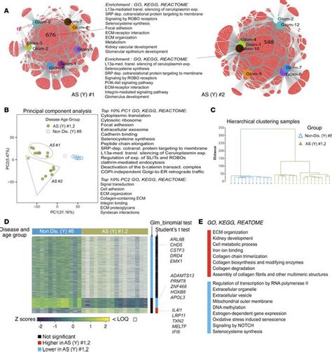 Jci Insight The Spatially Resolved Transcriptome Signatures Of