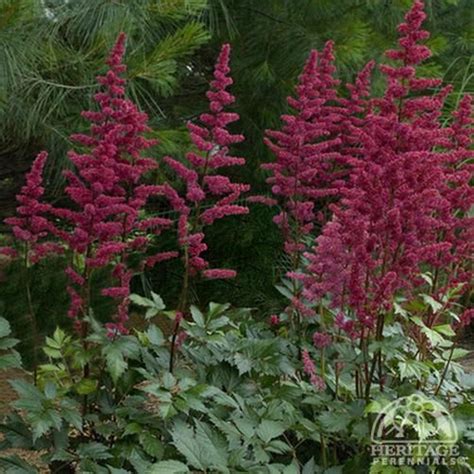 Astilbe × arendsii Burgundy Red | Astilbe arendsii, Astilbe, Hosta gardens