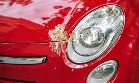 Cocô De Pássaro Notícias Capitalist