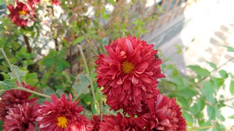 Asus Zenfone Laser Review Does Laser Really Works Techniblogic