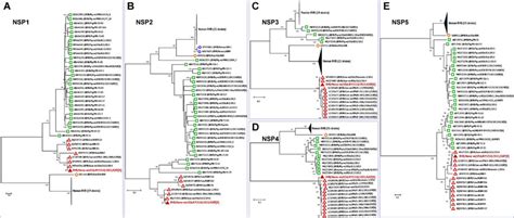 Phylogenetic Trees Of The Complete Protein Coding Nucleotide Sequences Download Scientific