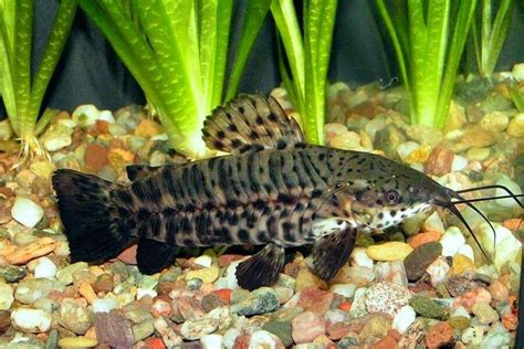 Tamat Branco Peixe Caracter Sticas Cria O Reprodu O Alimenta O Curiosidades E Tipos De