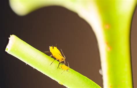 How To Get Rid Of Aphids In Florida Deans Services