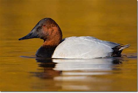 Canvasback Identification