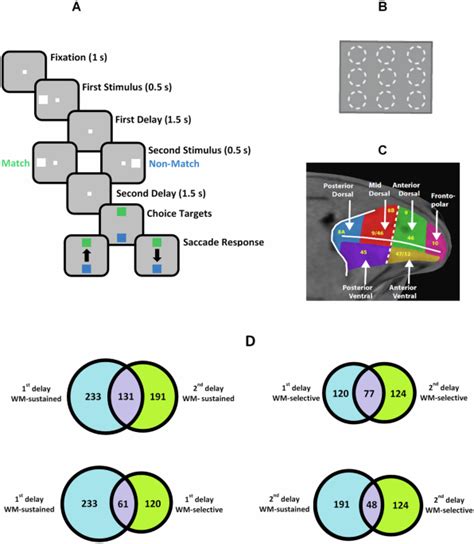 Unraveling The Roles Of Spatial Working Memory Sustained And Selective Neurons In Prefrontal