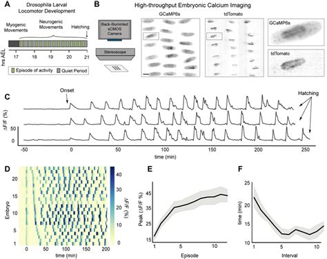 Characterization Of Patterned Spontaneous Network Activity In