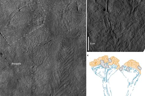 Finding The Worlds Oldest Predator And All Its Friends Modern Sciences