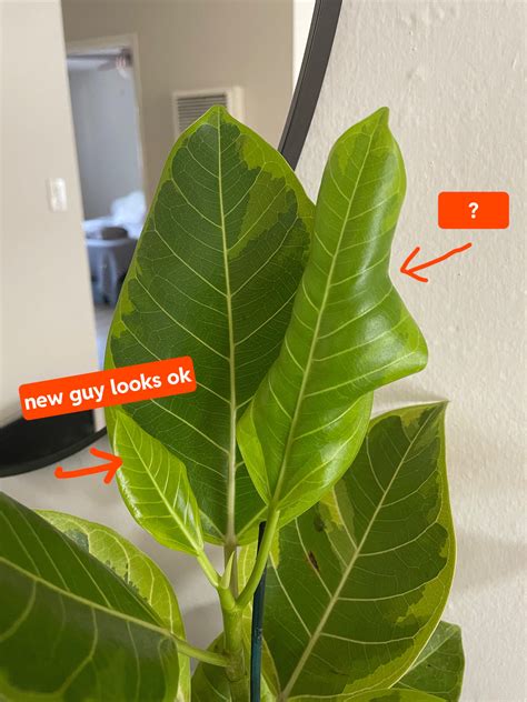 New Leaf Growth Curled Outward Rplantclinic
