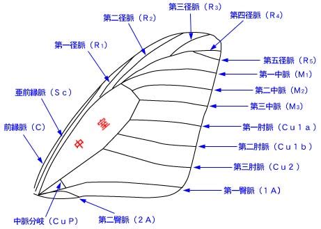 翅の各部名称
