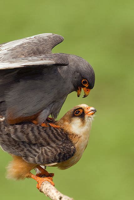 Red Footed Falcon Pair Mating Sweet Look Too Falconry Kestrel Birds Of Prey Bird