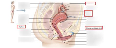 Female Reproductive Diagram Diagram Quizlet