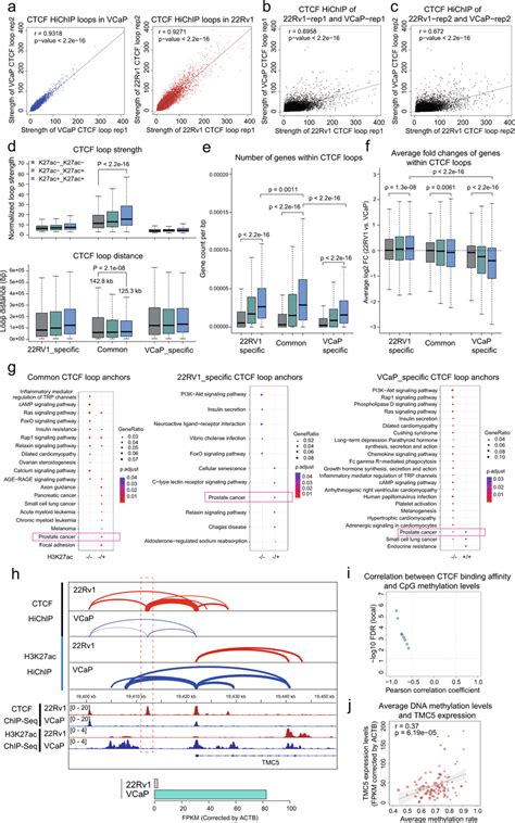 cell type specific ctcf looping regulates pca associated genes a