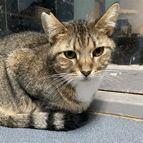 Shy Gal Our Farm Sanctuary