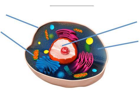 Cell Diagram 1 Diagram Quizlet