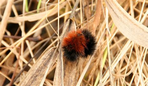 Can A Caterpillar Predict Winter Dodge Nature Center