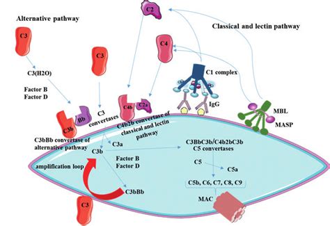 Schematic Presentation Of The Three Ways Of Complement Activation MBL Download Scientific