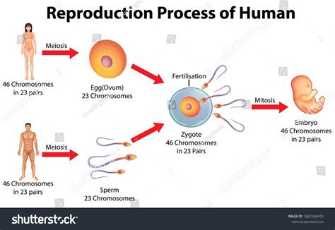 Reproduction Process Human Illustration Stock Vector Royalty Free