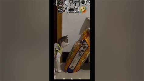 집사 내 배고파 밥줘 이래도 안줘 ~~ರ⁠╭⁠╮⁠ರ Youtube