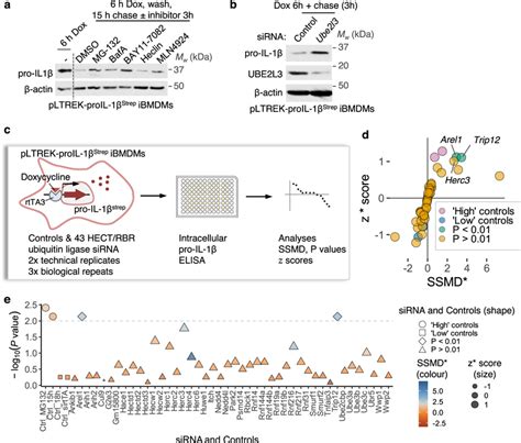 Sirna Screen Identifies The E3 Ligases Trip12 And Arel1 In Promoting